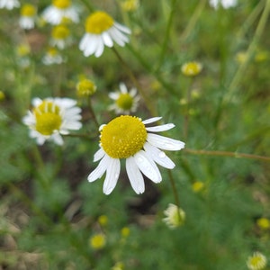 Simply Chamomile Salve, Wildcrafted Garden Grown Organic Herbal Balm ...