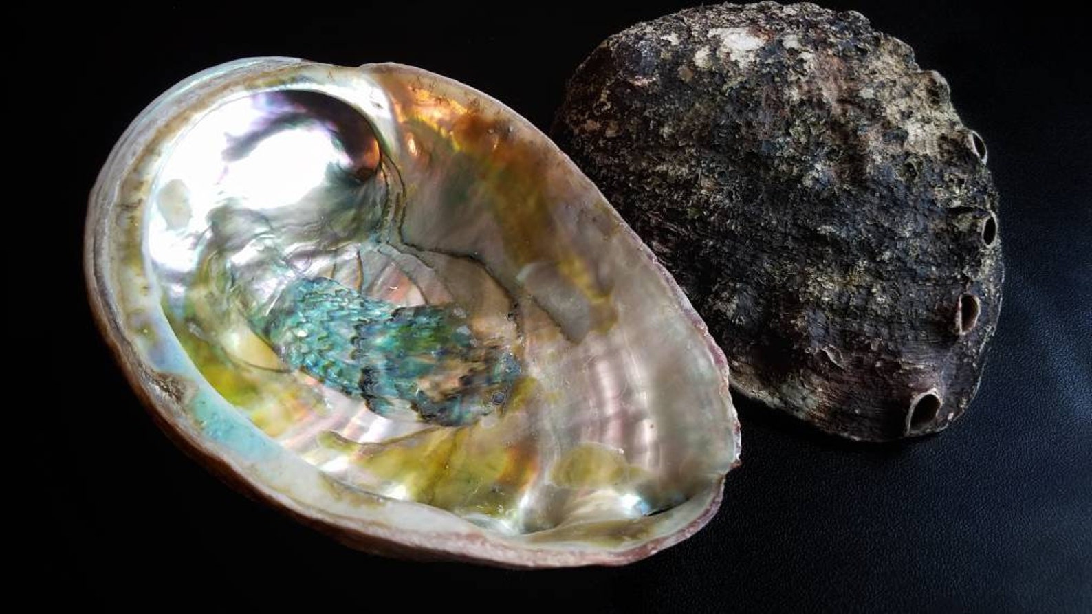 XL Natural Abalone Shell Premium Blue Abalone Blue Green | Etsy