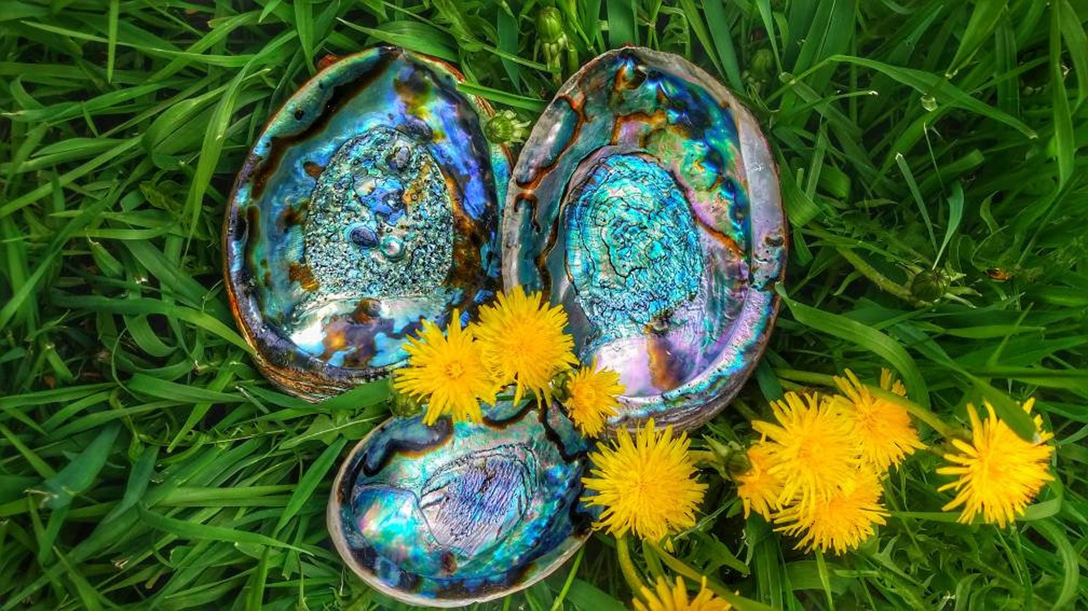 XL Natural Abalone Shell Premium Blue Abalone Blue Green | Etsy