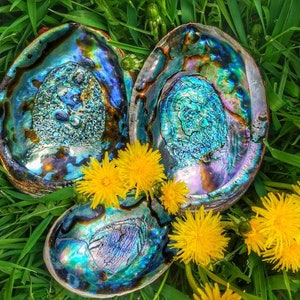 XL Natural Abalone Shell, Premium Blue Abalone, Blue Green Large ...