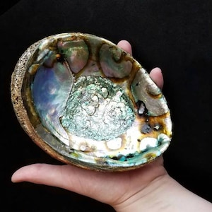 XL Natural Abalone Shell, Premium Blue Abalone, Blue Green Large ...