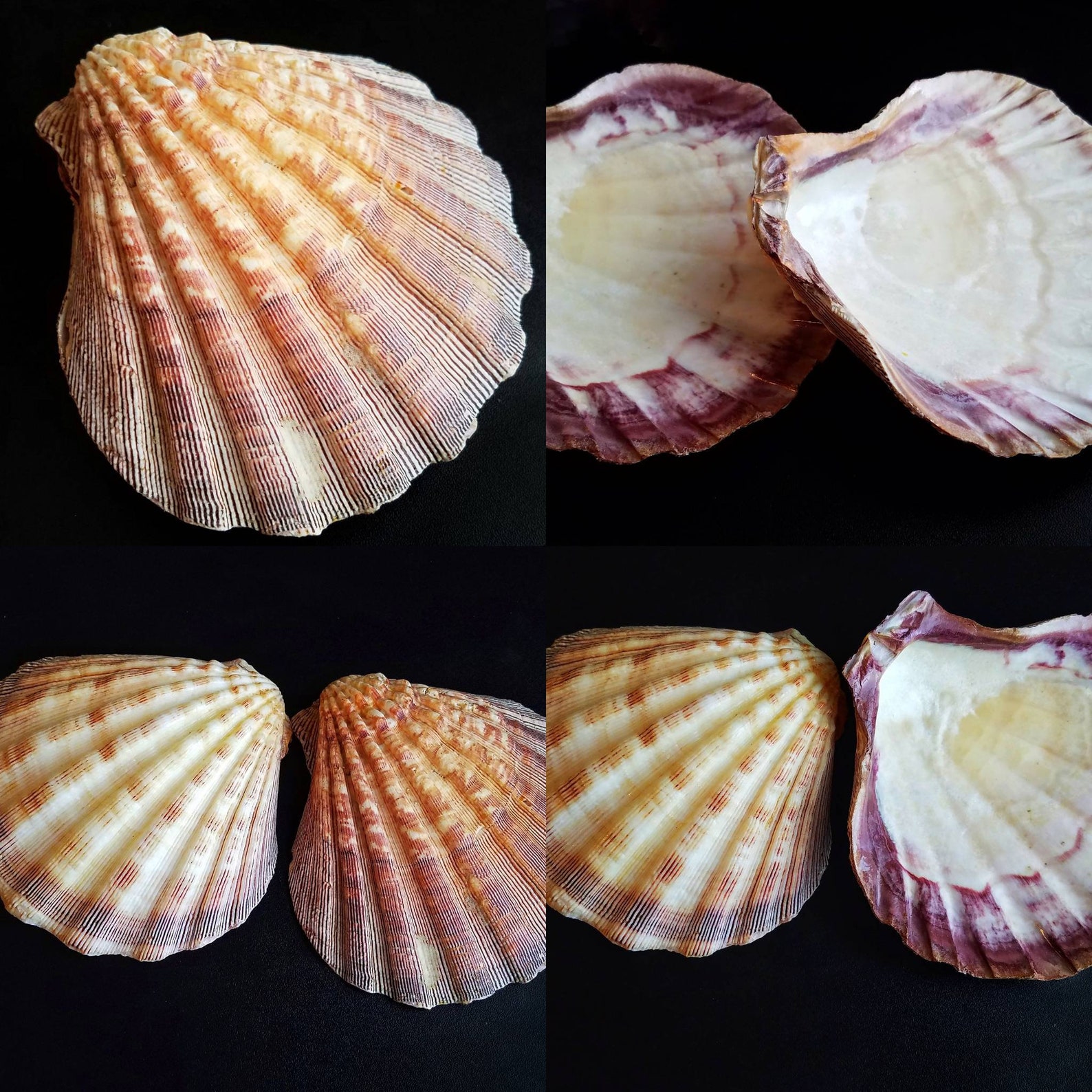 XL Natural Abalone Shell Premium Blue Abalone Blue Green | Etsy