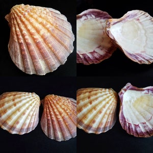 XL Natural Abalone Shell, Premium Blue Abalone, Blue Green Large ...