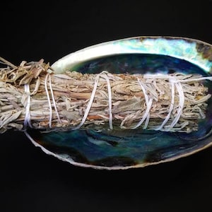 XL Natural Abalone Shell, Premium Blue Abalone, Blue Green Large ...