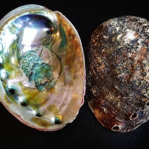 XL Natural Abalone Shell, Premium Blue Abalone, Blue Green Large ...