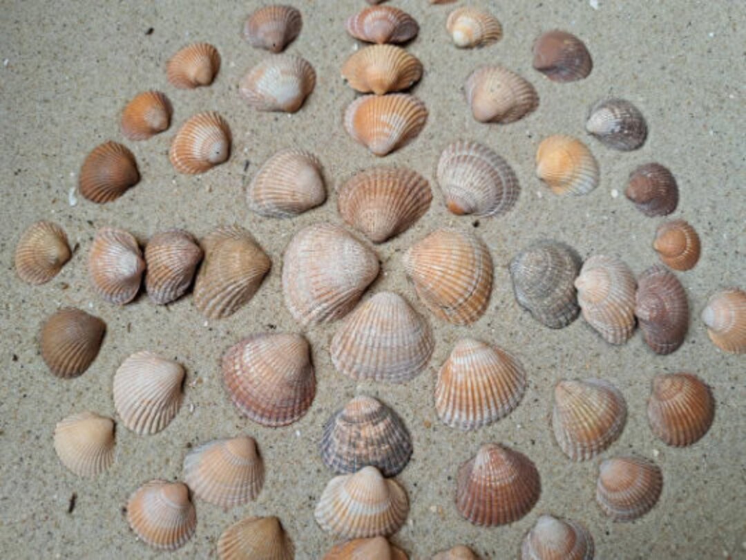 Cockles North Sea Shells Decoration Natural Shells Beach Sea - Etsy