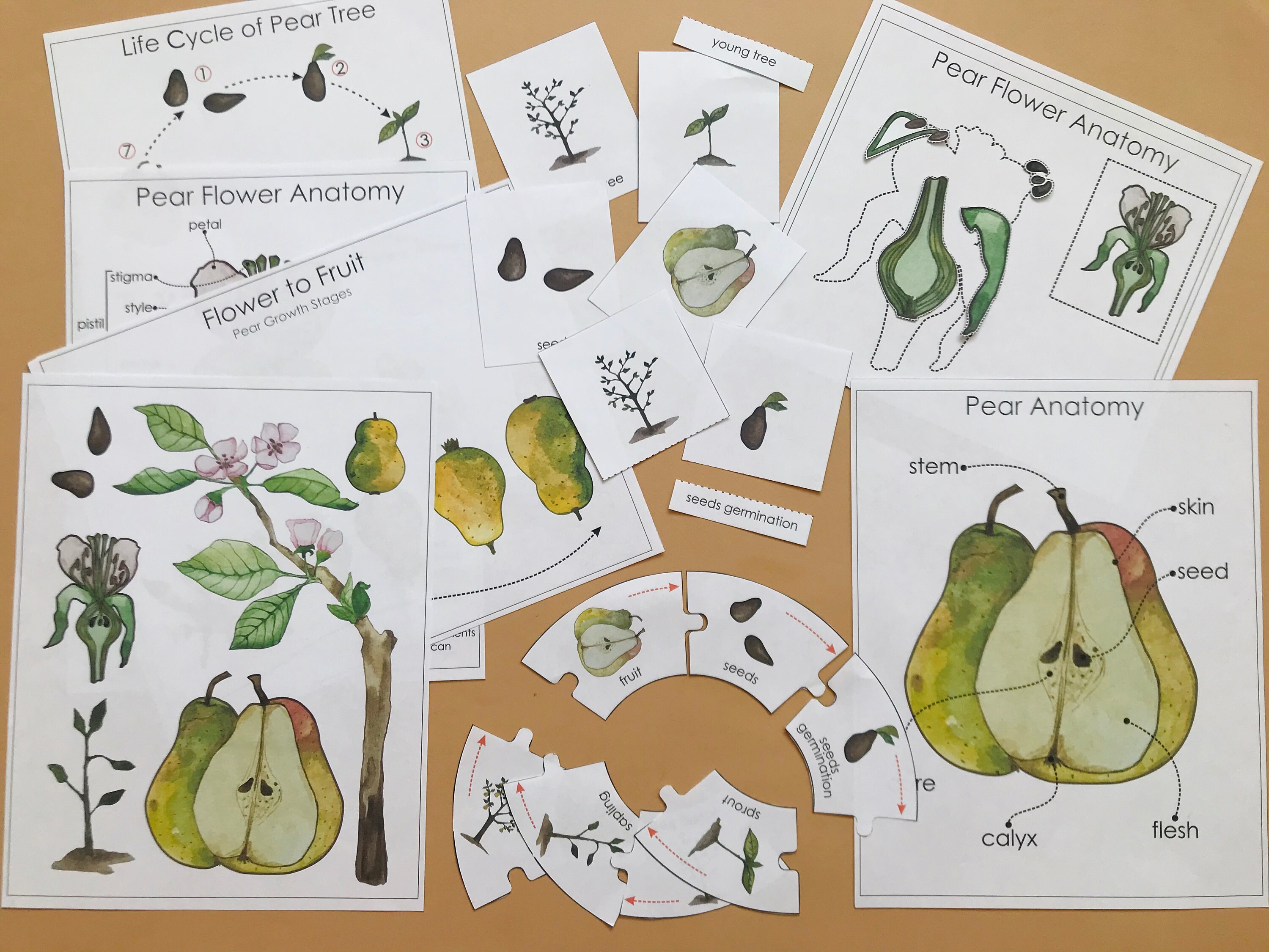 Pear Mini Unit Study | Etsy