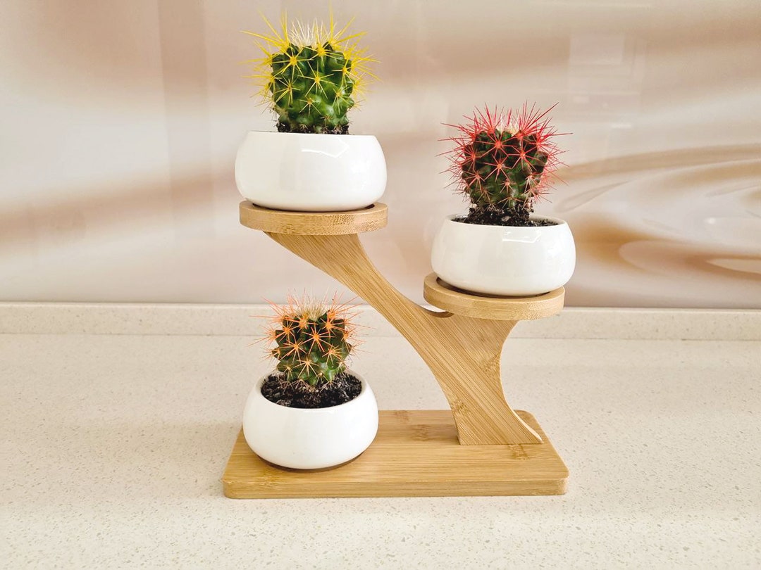 Succulent Cactus Stand Wooden. Modern Eco Friendly Plants Holder ...