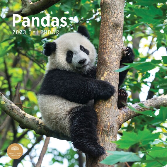 2023 Pandas Wall Calendar by Bright Day 12x12 Inch - Etsy
