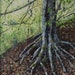 Beech Tree in Spring, Original Oil Painting by Laura Shaw, Black Hill ...