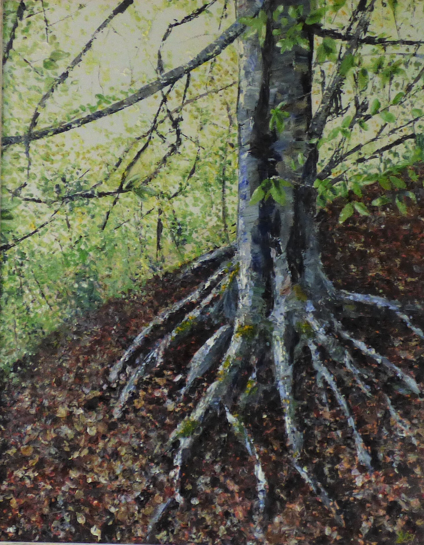 Beech Tree in Spring, Original Oil Painting by Laura Shaw, Black Hill ...