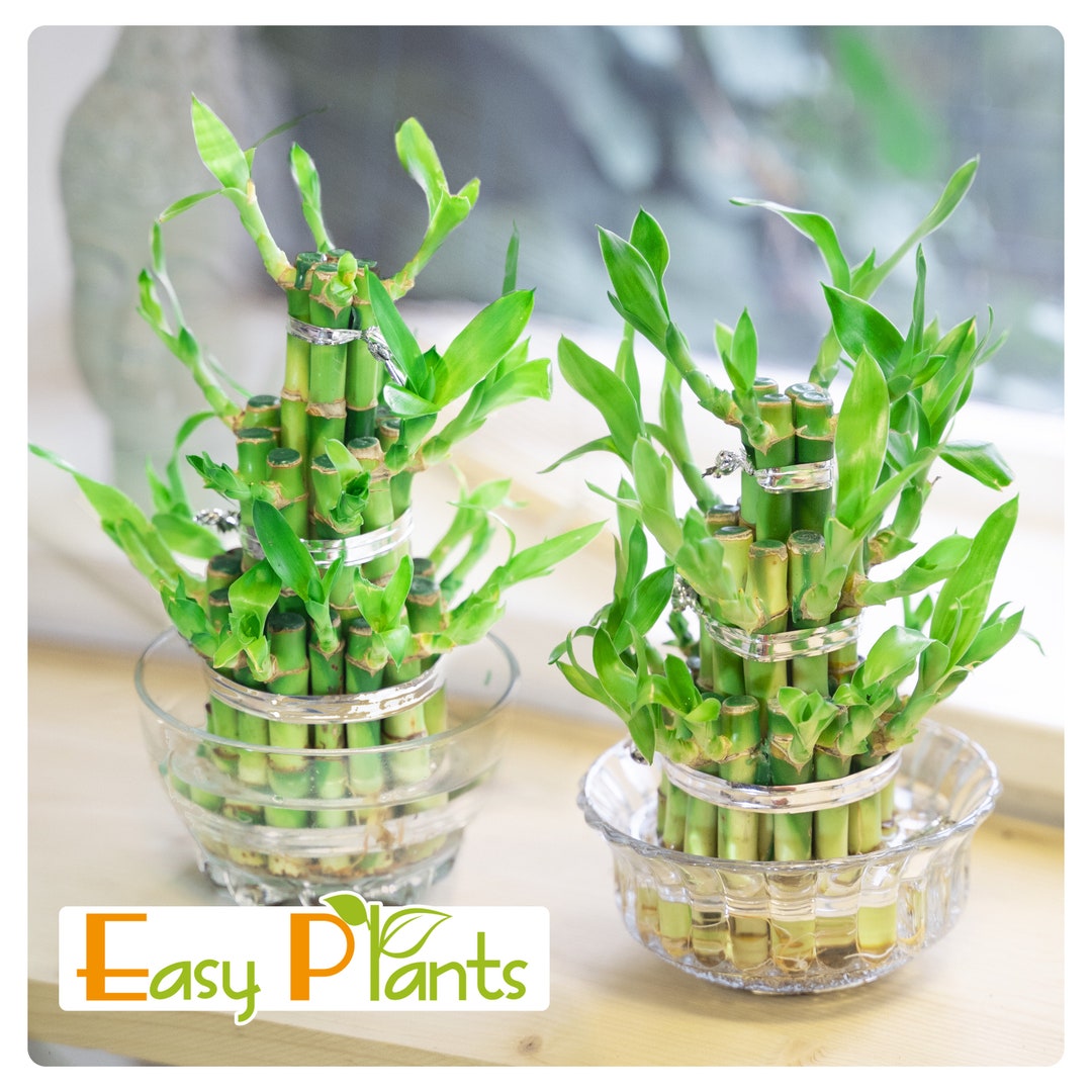 1 or 2 Lucky Bamboo Ribbon Plant 3 Tiers Tower Evergreen Indoor Bonsai ...