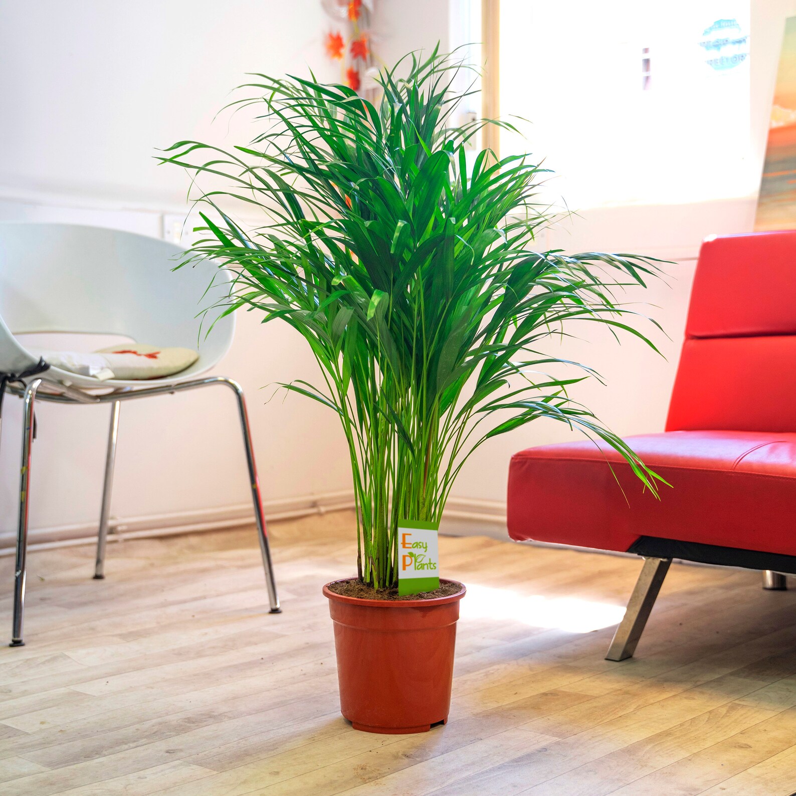 1 Large Indoor Areca Palm Dypsis Lutescens Plant Everygreen in - Etsy UK