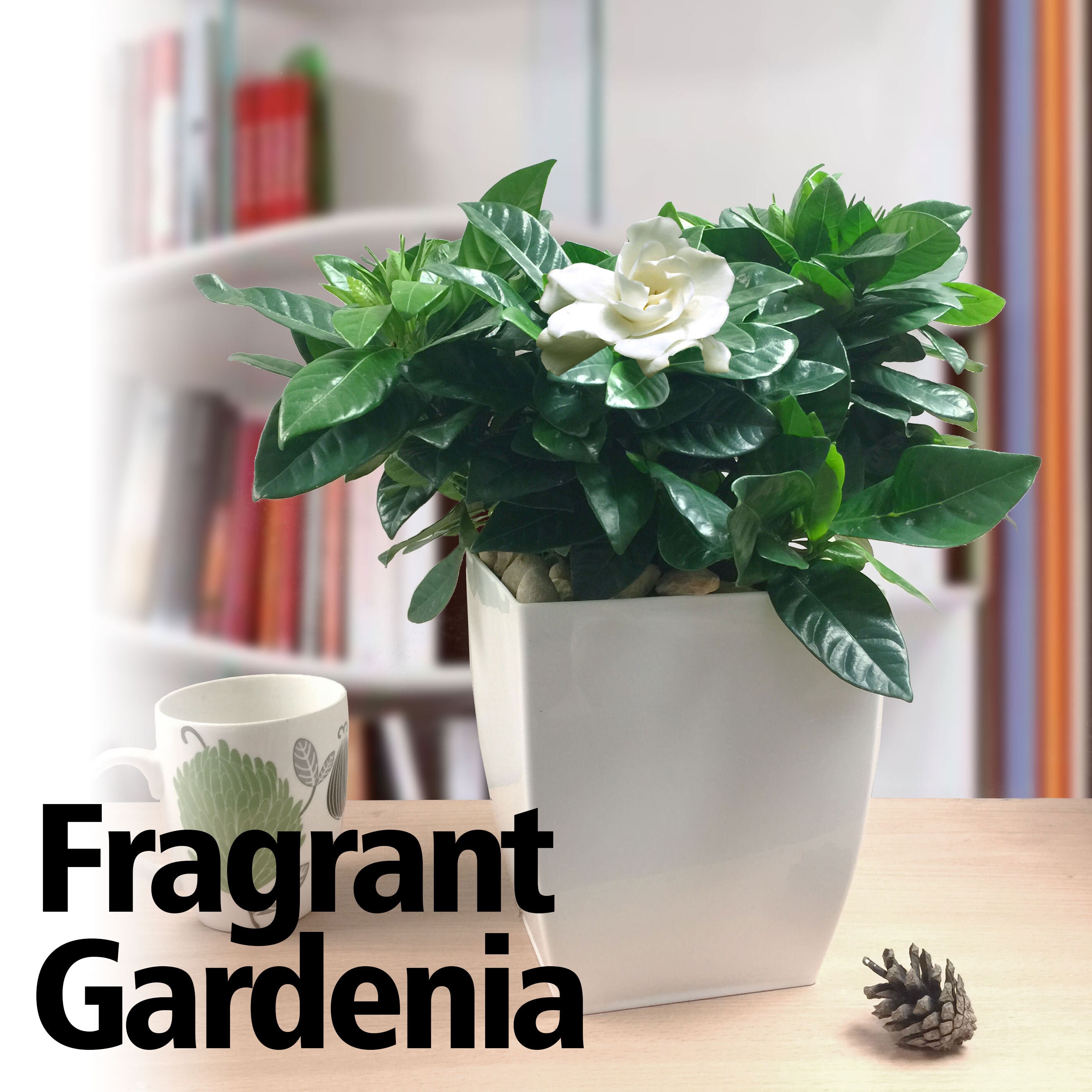 1 House Plant Gloss White Milano Pot Choose From Aloe - Etsy UK