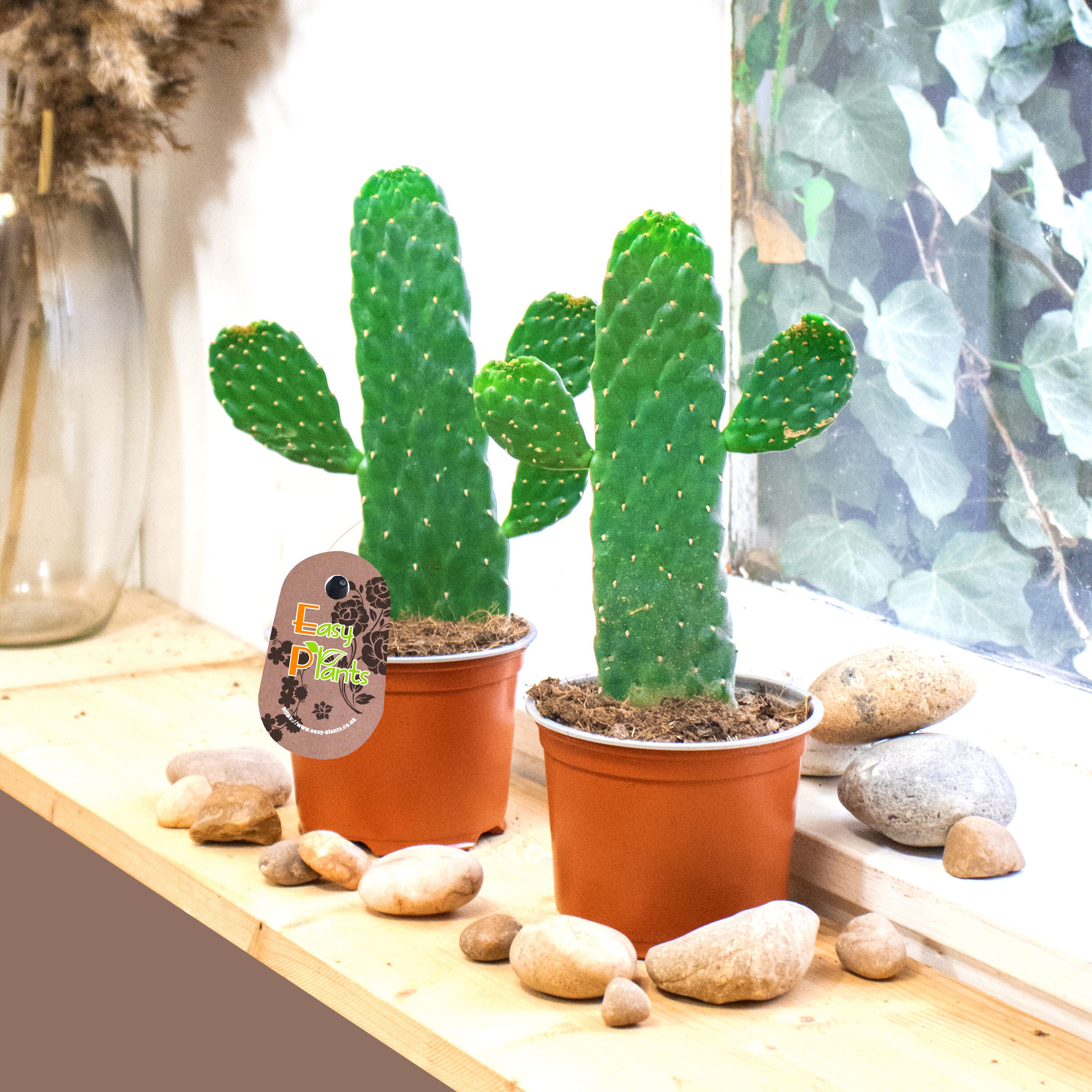 Opuntia Consolea Cacti Plant in a 12cm Pot Prickly Pear Cacti ...