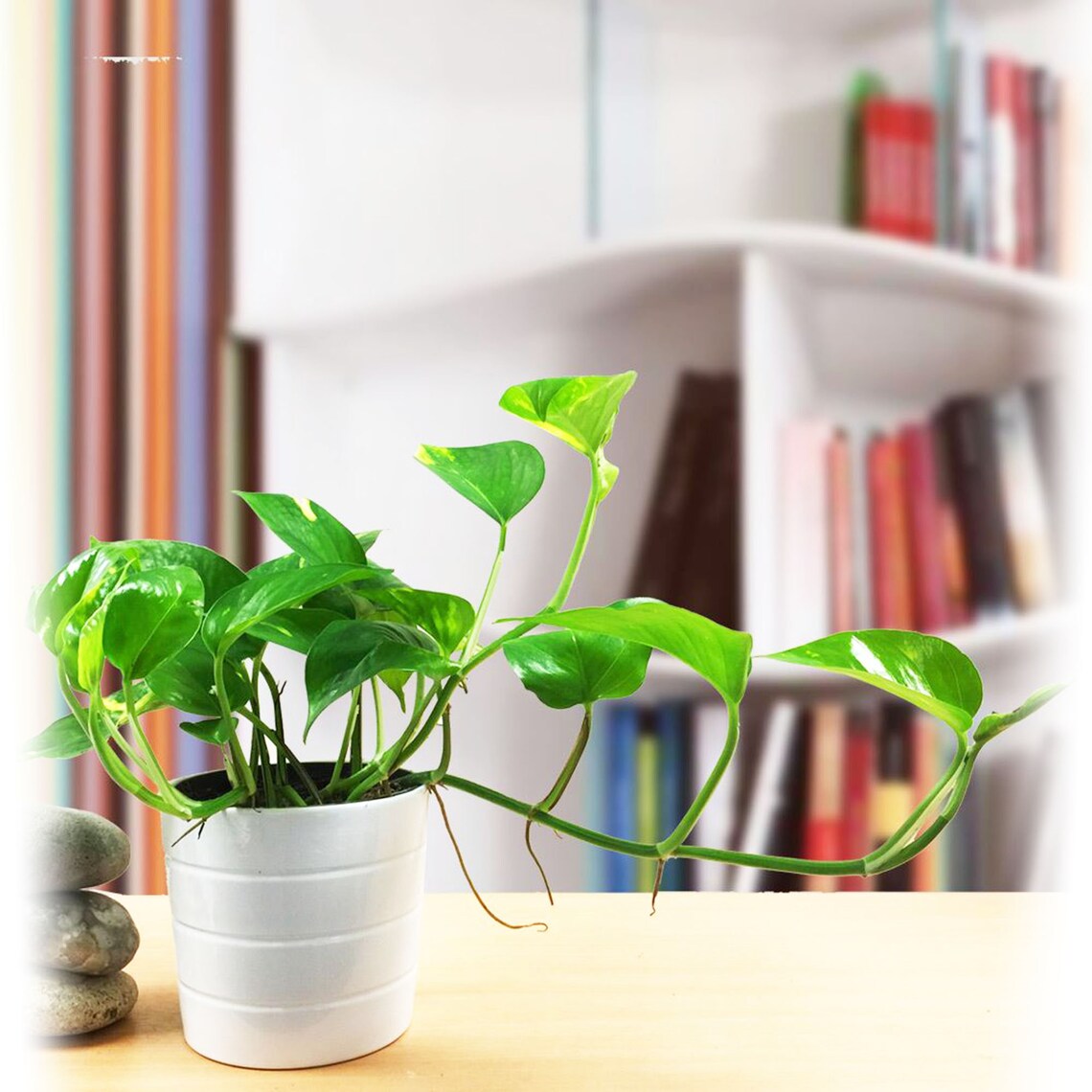 1 Devil's Ivy Golden Pothos Ivy Arum Evergreen Indoor | Etsy UK