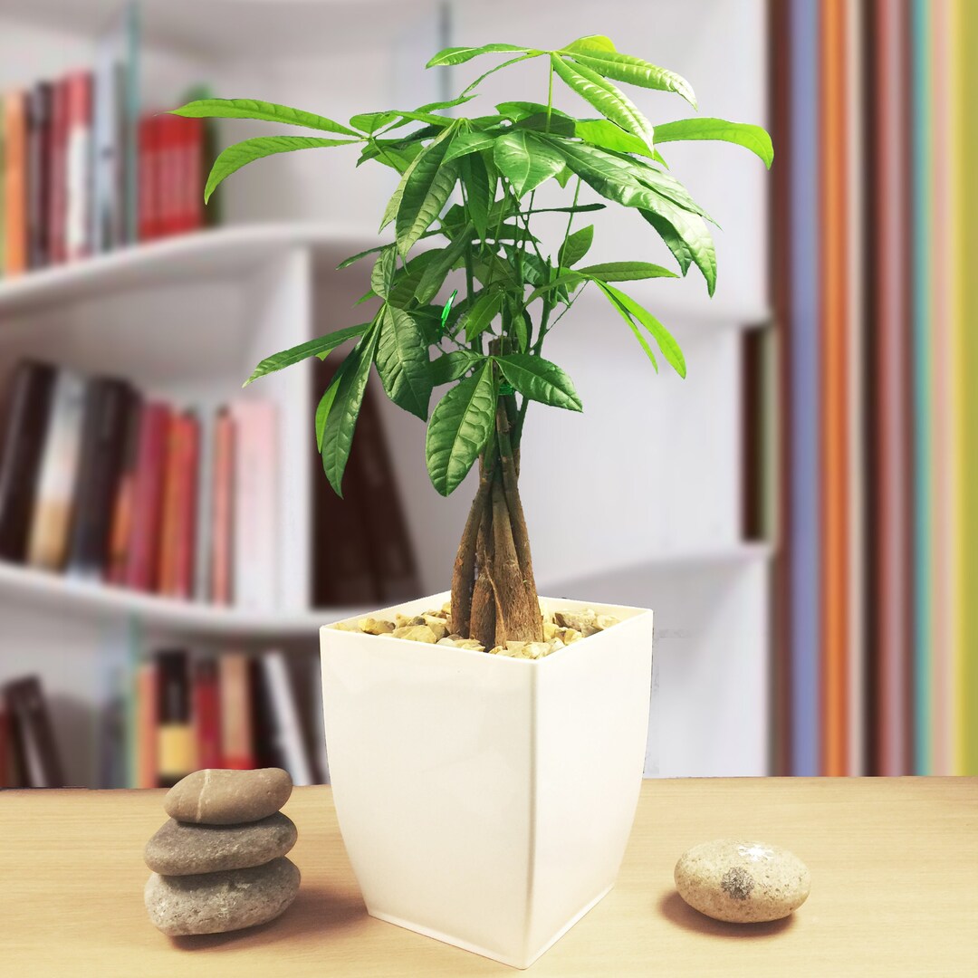 1 Money Tree / Pachira / Mexican Fortune Evergreen Table Plant - Etsy UK