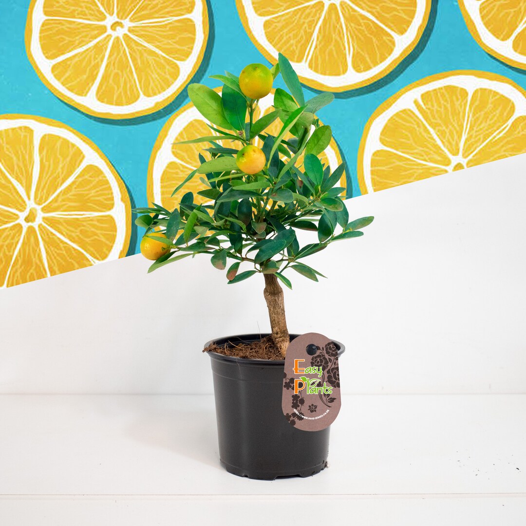 Standard / Trellised Scent Lemon Juicy Healthy Citrus Fruit Tree in ...
