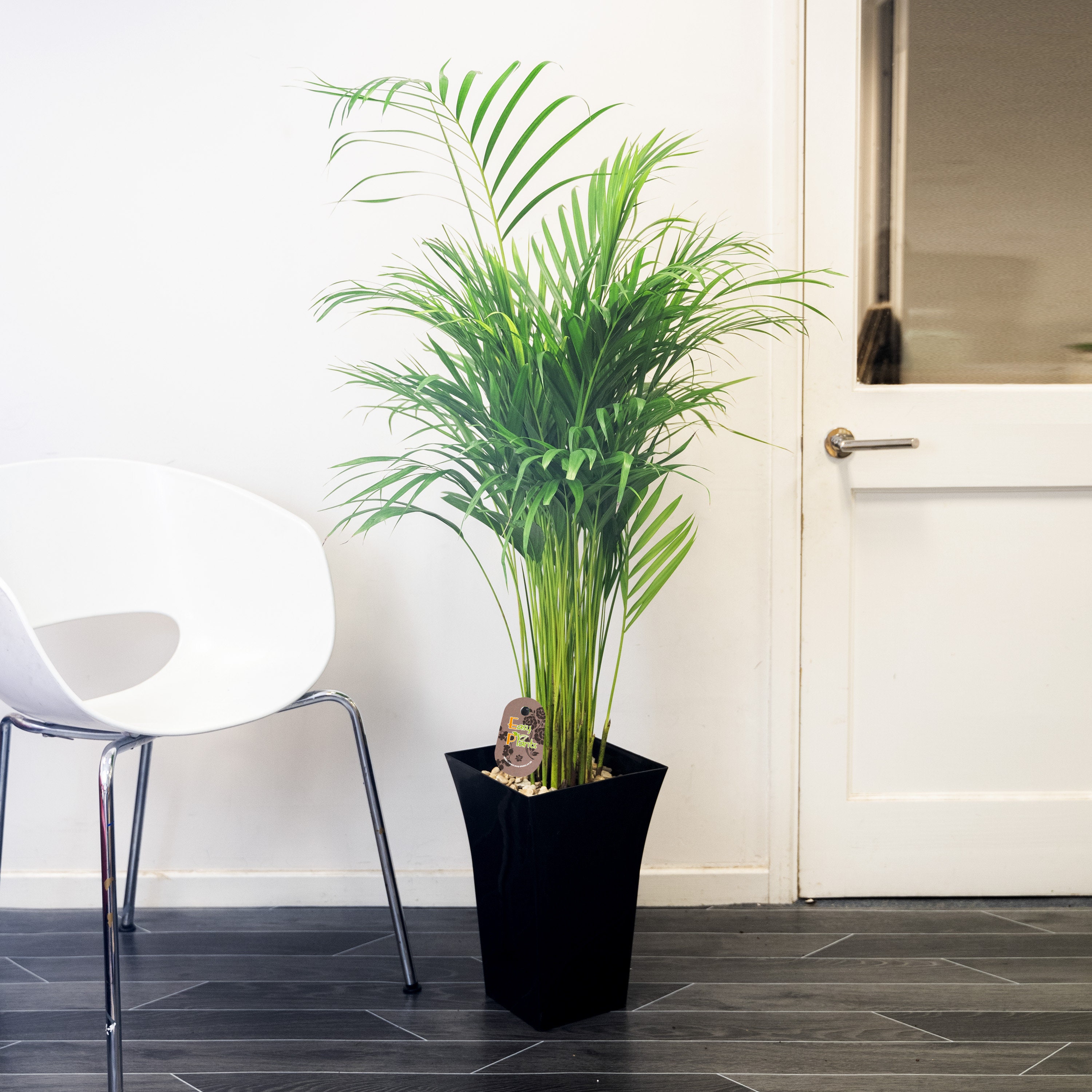 1 Large Indoor Areca Palm Dypsis Lutescens Plant Everygreen in - Etsy UK