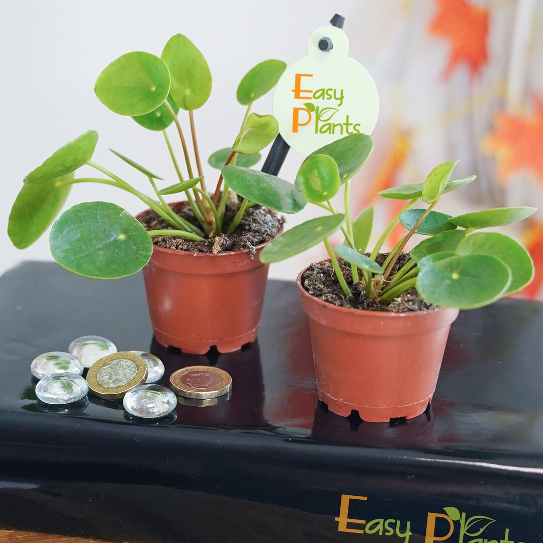 1 o 2 monedas Planta Suculenta De interior Morden Looking House Plant ...