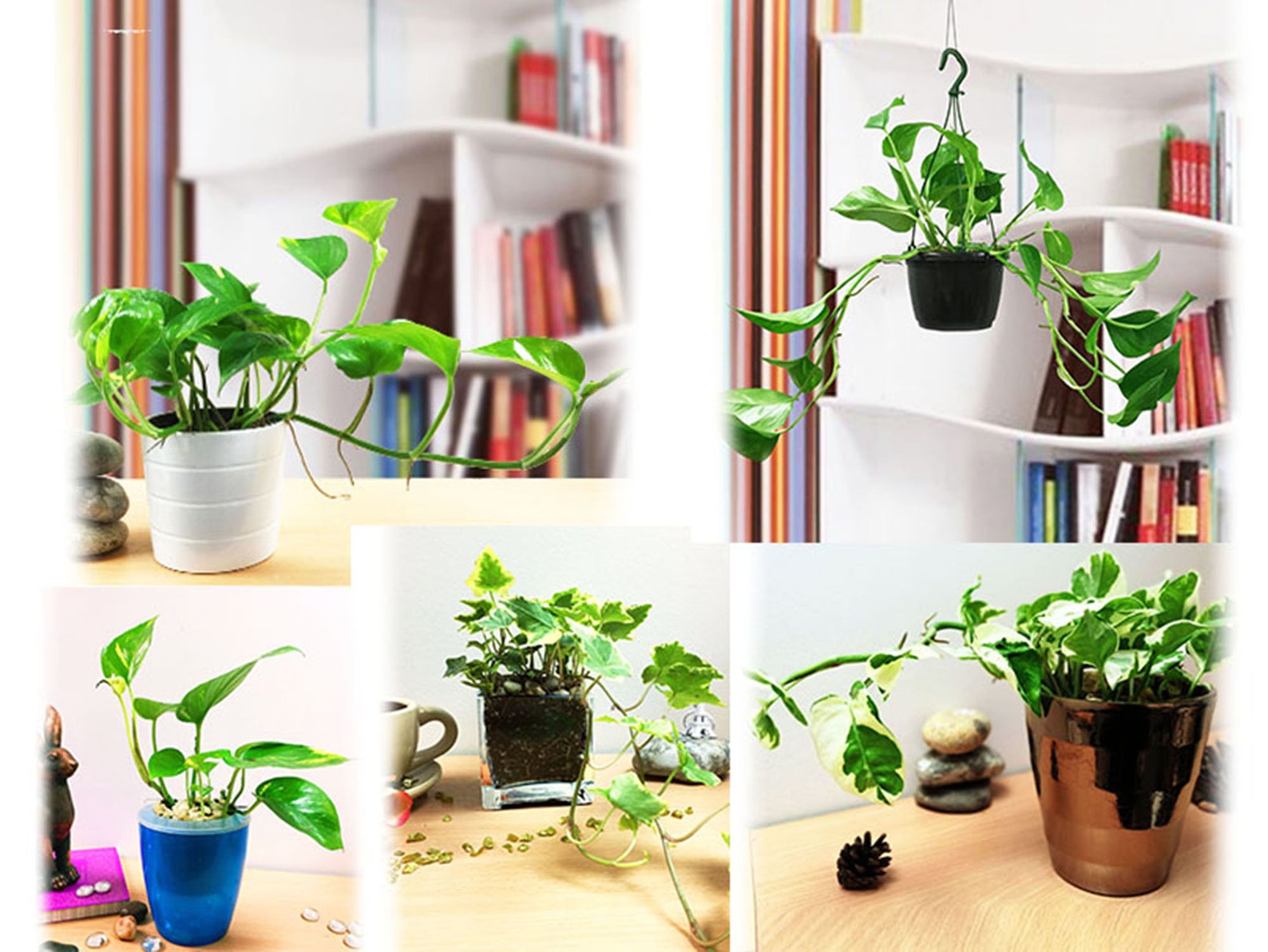 1 Devil's Ivy Golden Pothos Ivy Arum Evergreen Indoor | Etsy UK