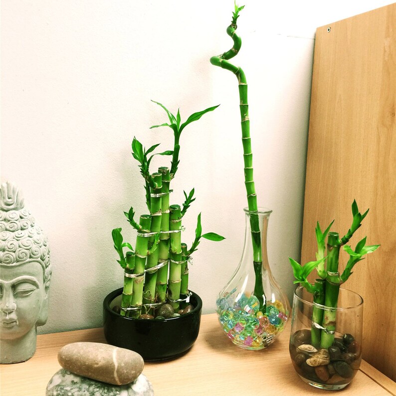 1 Lucky Bamboo ribbon plant evergreen indoor bonsai in ceramic | Etsy