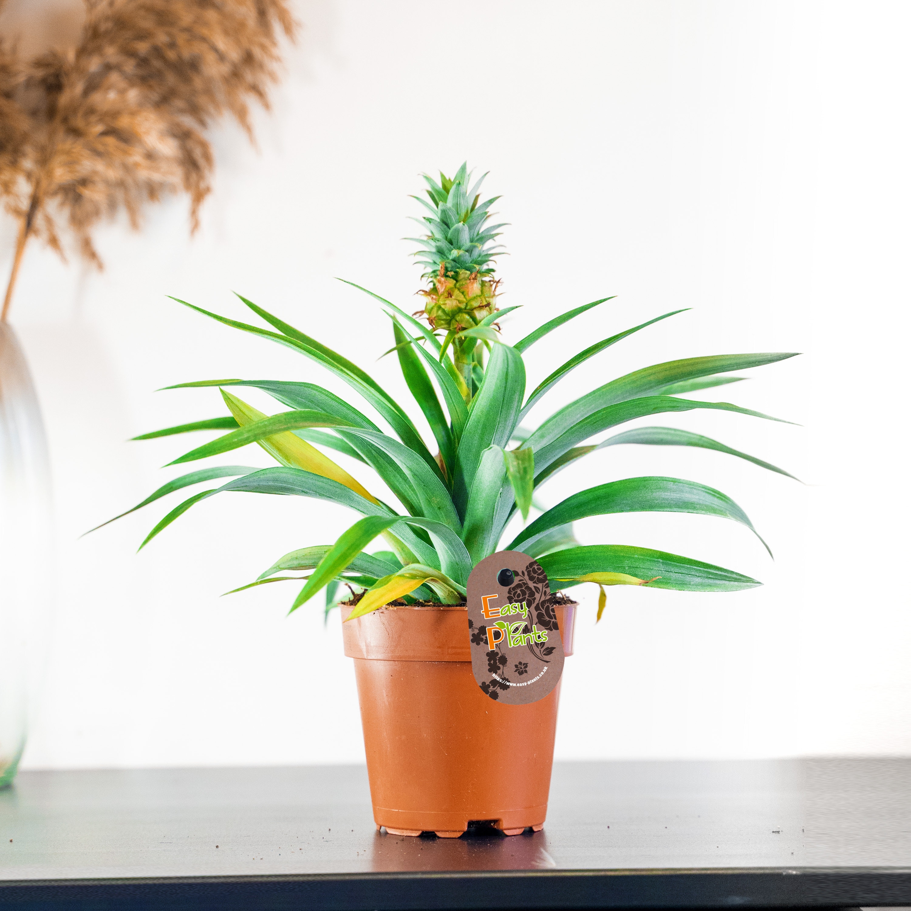Indoor Pineapple Plant