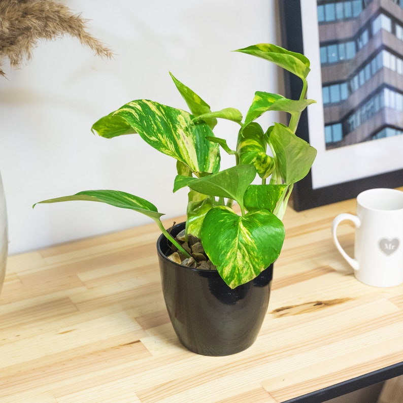 1 Devil's Ivy Golden Pothos Ivy Arum Evergreen Indoor | Etsy UK