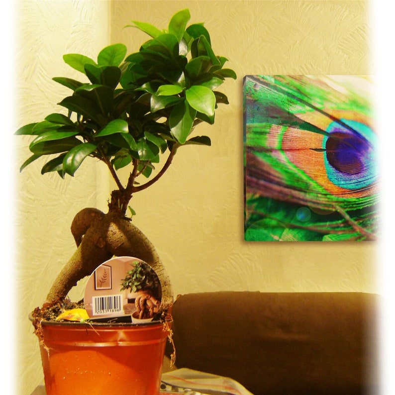 1 Ficus Ginseng Indoor Tree in Pot Live Garden House Office - Etsy UK