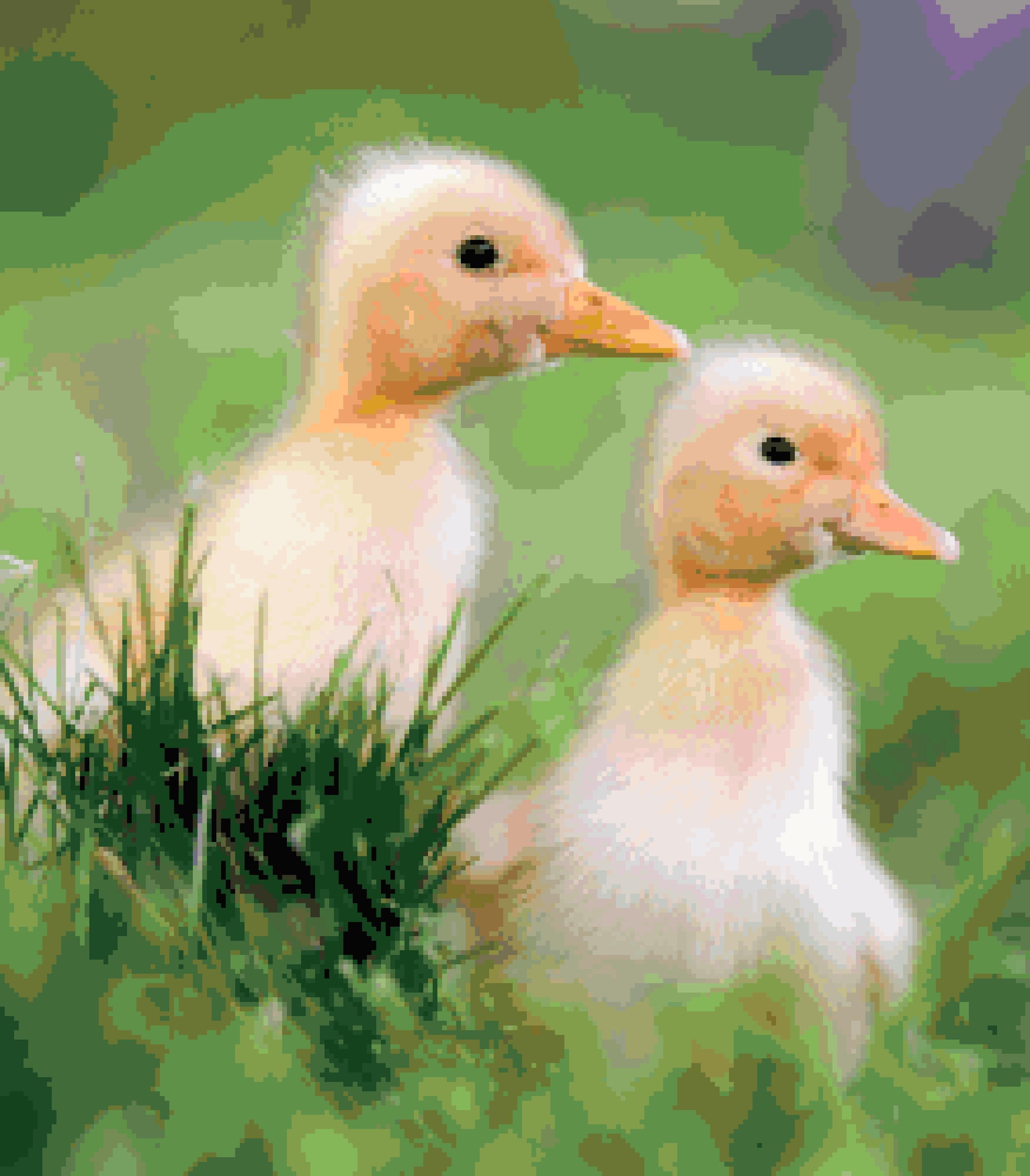 2 Cute Little Ducklings Cross Stitch Pattern Two Adorable Baby Ducks ...