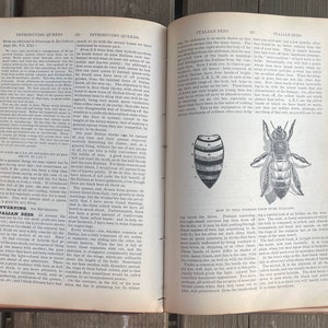 Antique 1903 ABC of Bee Culture A Cyclopedia of Every Thing Pertaining ...