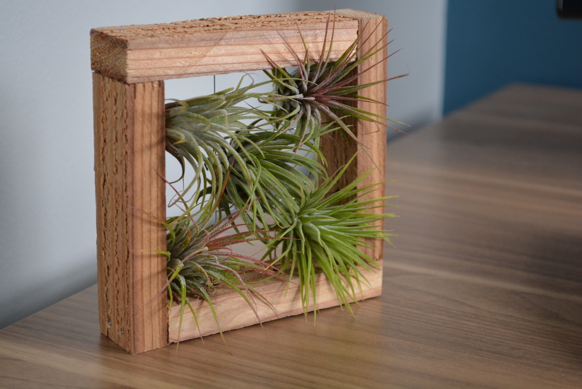 Air Plant Display | Etsy