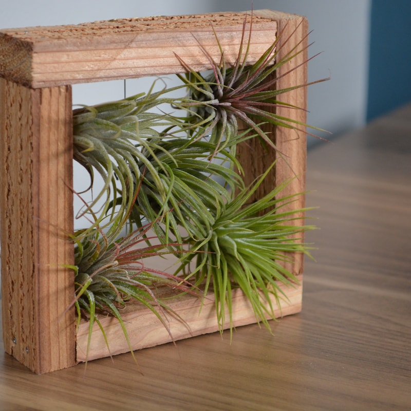 Small Air Plant Frame - Etsy