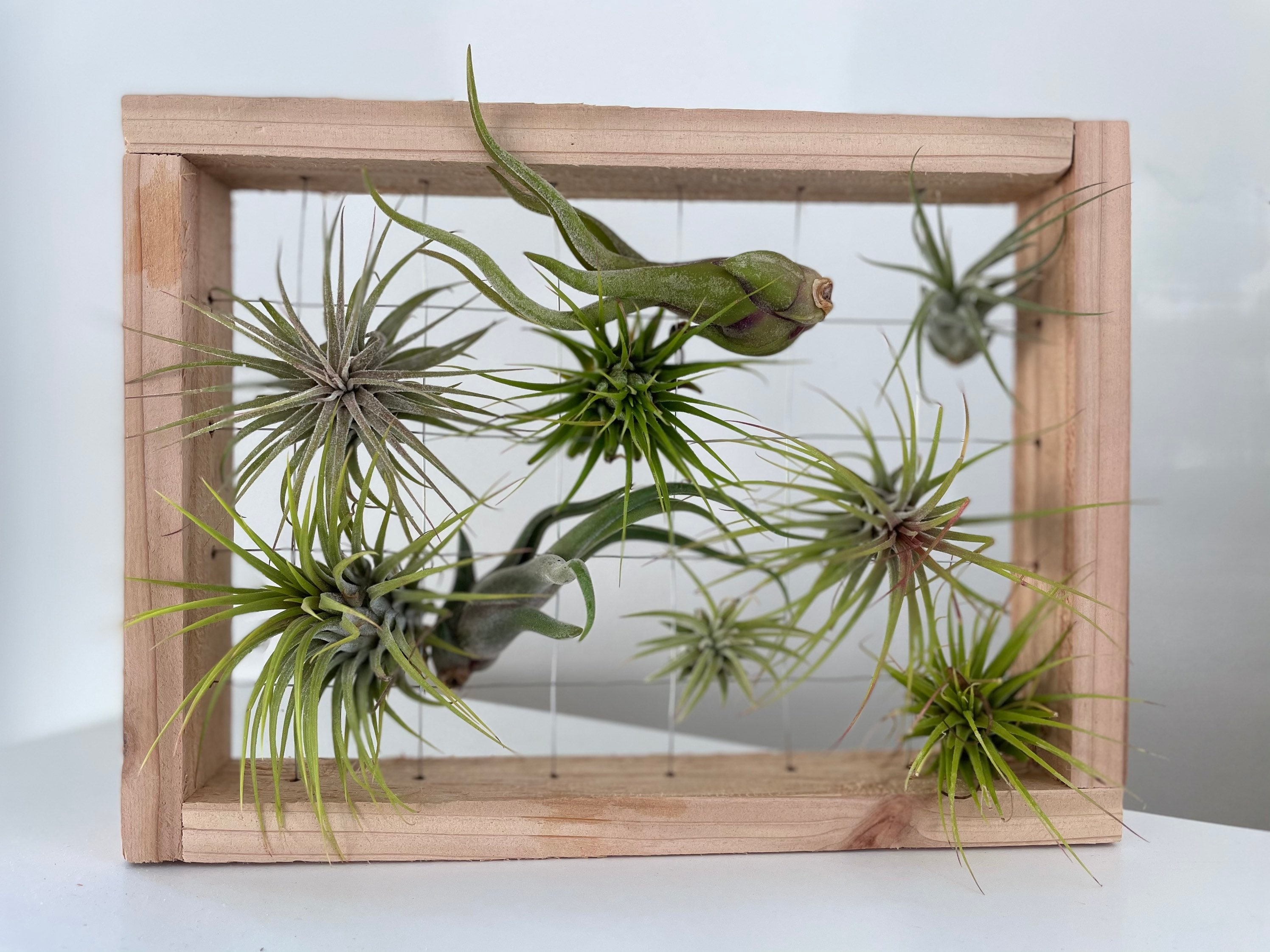 Air Plant Display Frame Rectangle | Etsy