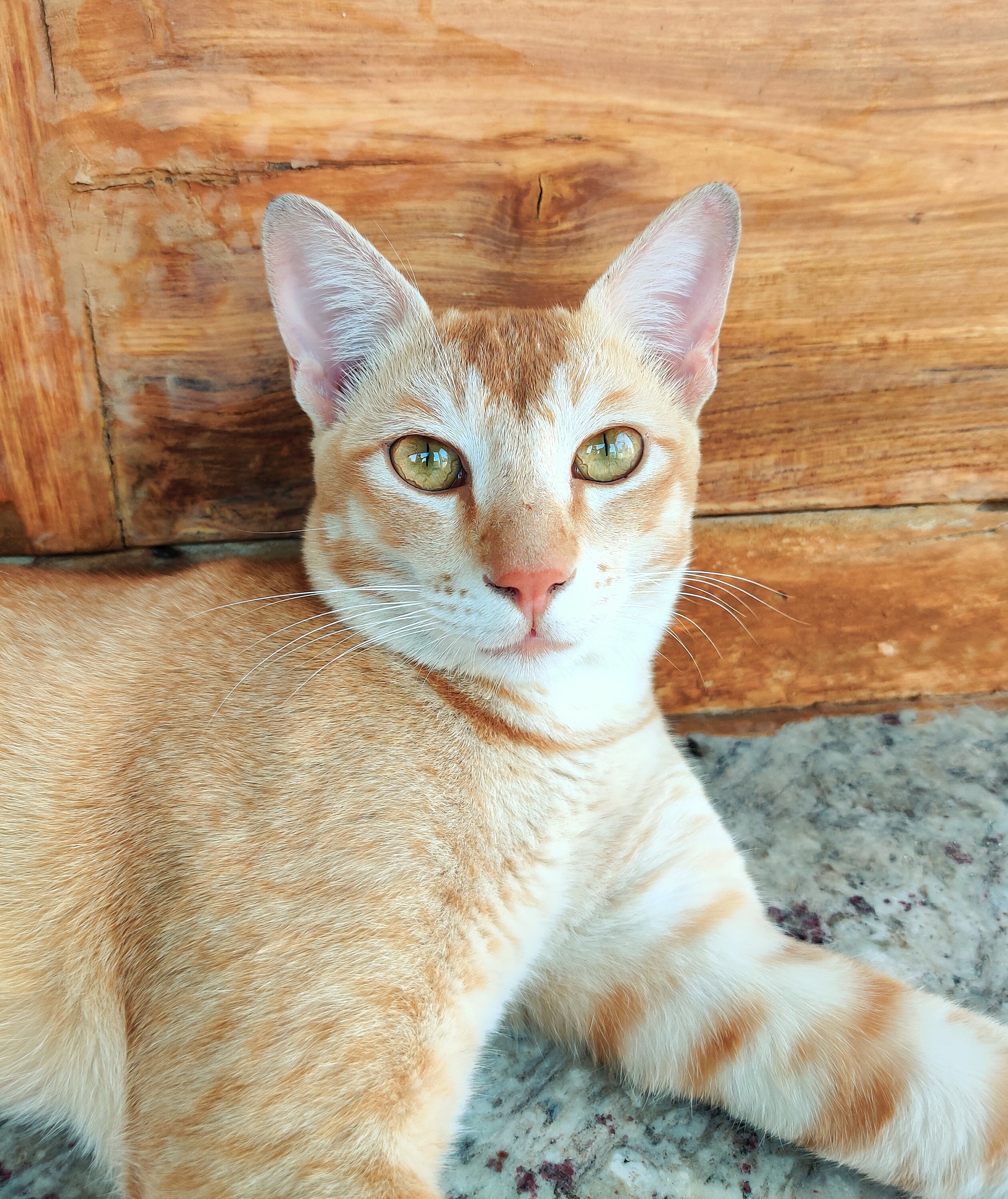 Buy Cat Portrait Cat Wall Print Cat Photo Printable Animal Online in ...