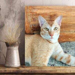 Buy Cat Portrait Cat Wall Print Cat Photo Printable Animal Online in ...