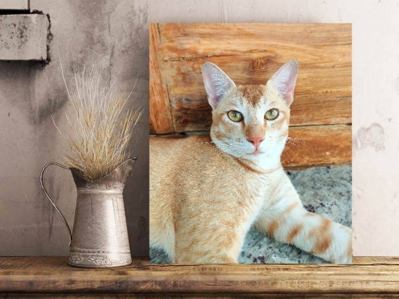 Buy Cat Portrait Cat Wall Print Cat Photo Printable Animal Online in ...