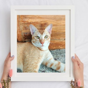 Buy Cat Portrait Cat Wall Print Cat Photo Printable Animal Online in ...