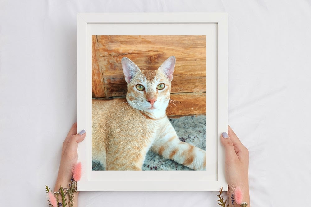 Buy Cat Portrait Cat Wall Print Cat Photo Printable Animal Online in ...