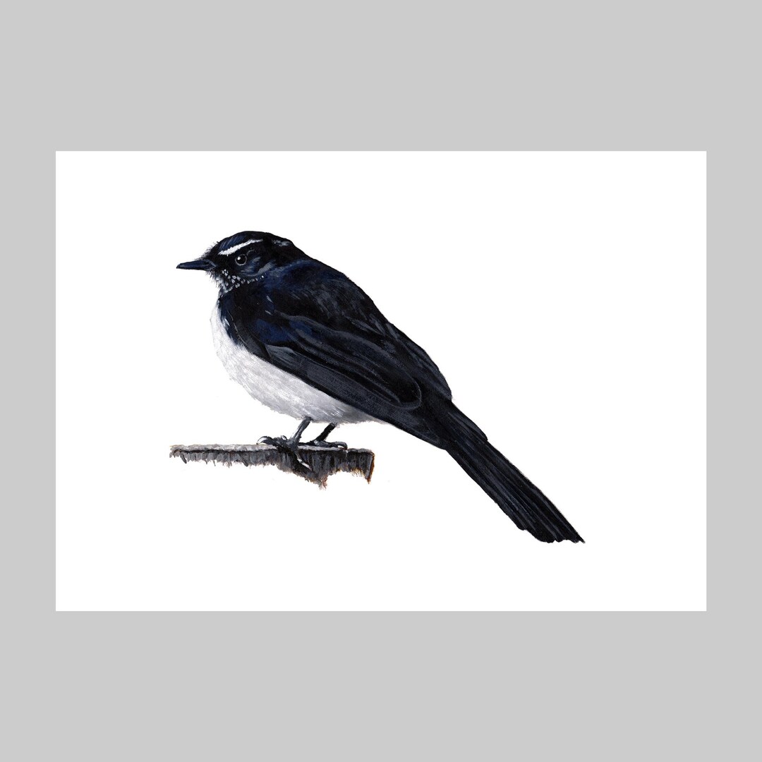 Willy Wagtail III, Original Artwork, A4, Acrylic Painting, Natural ...