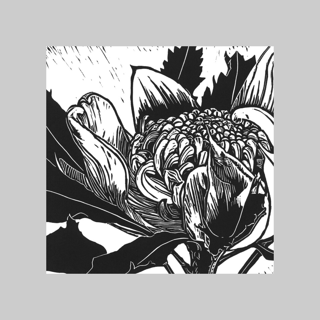 Waratah, Australian Native, Square Greeting Card, All Occasion, Blank ...