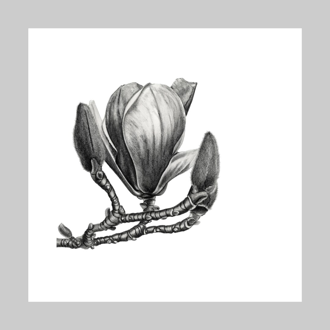 Magnolia, Graphite Pencil Drawing, Exotic Plant, Limited Edition ...
