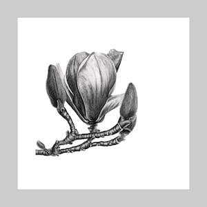 Magnolia, Graphite Pencil Drawing, Exotic Plant, Limited Edition ...
