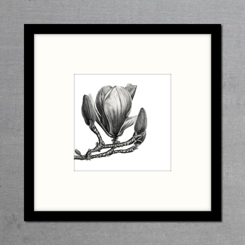 Magnolia, Graphite Pencil Drawing, Exotic Plant, Limited Edition ...