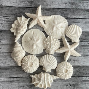Large Shimmery Fondant Shells for Wedding -birthday Cakes -vegan & Nut ...