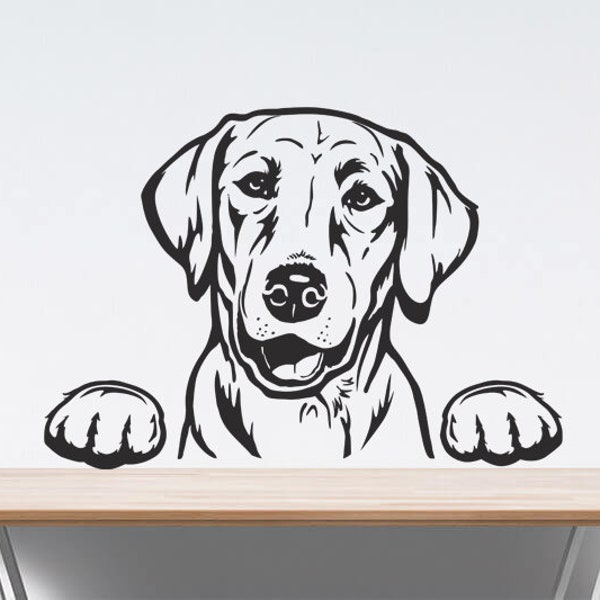 Peeking Lab Svg - Etsy