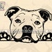 Cute American Bully Svg Dog Svg Cricut Funny Face Head Pet - Etsy