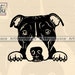 Pit Bull Svg Dog Svg Cricut Pet Face Head Paw Clipart - Etsy