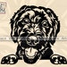 Schnoodle Dog SVG Files for Cricut Project, Vector Graphics, Peeking ...