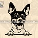 Rat Terrier, Dog Svg Files Cricut, Cute Pet Face Clipart, Animal ...